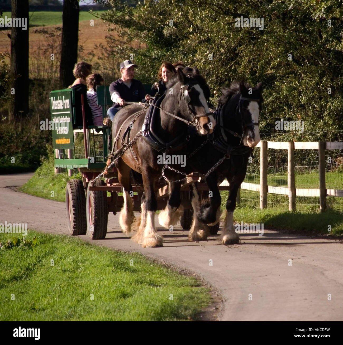 shire horses pulling cart in harness pair workhorses Stock Photo - Alamy
