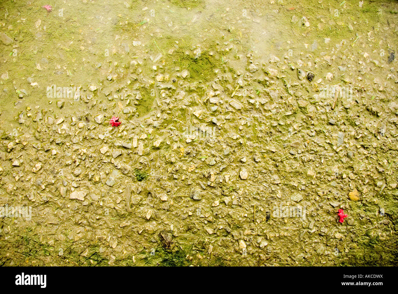 Water moss background texture Stock Photo - Alamy