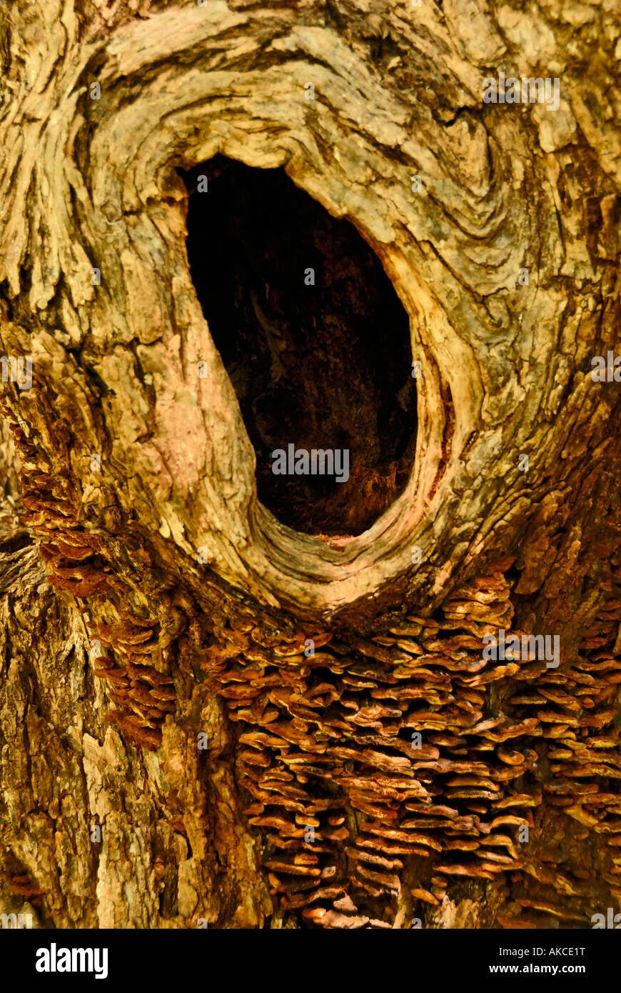Tree hole with bark and fungus Stock Photo - Alamy