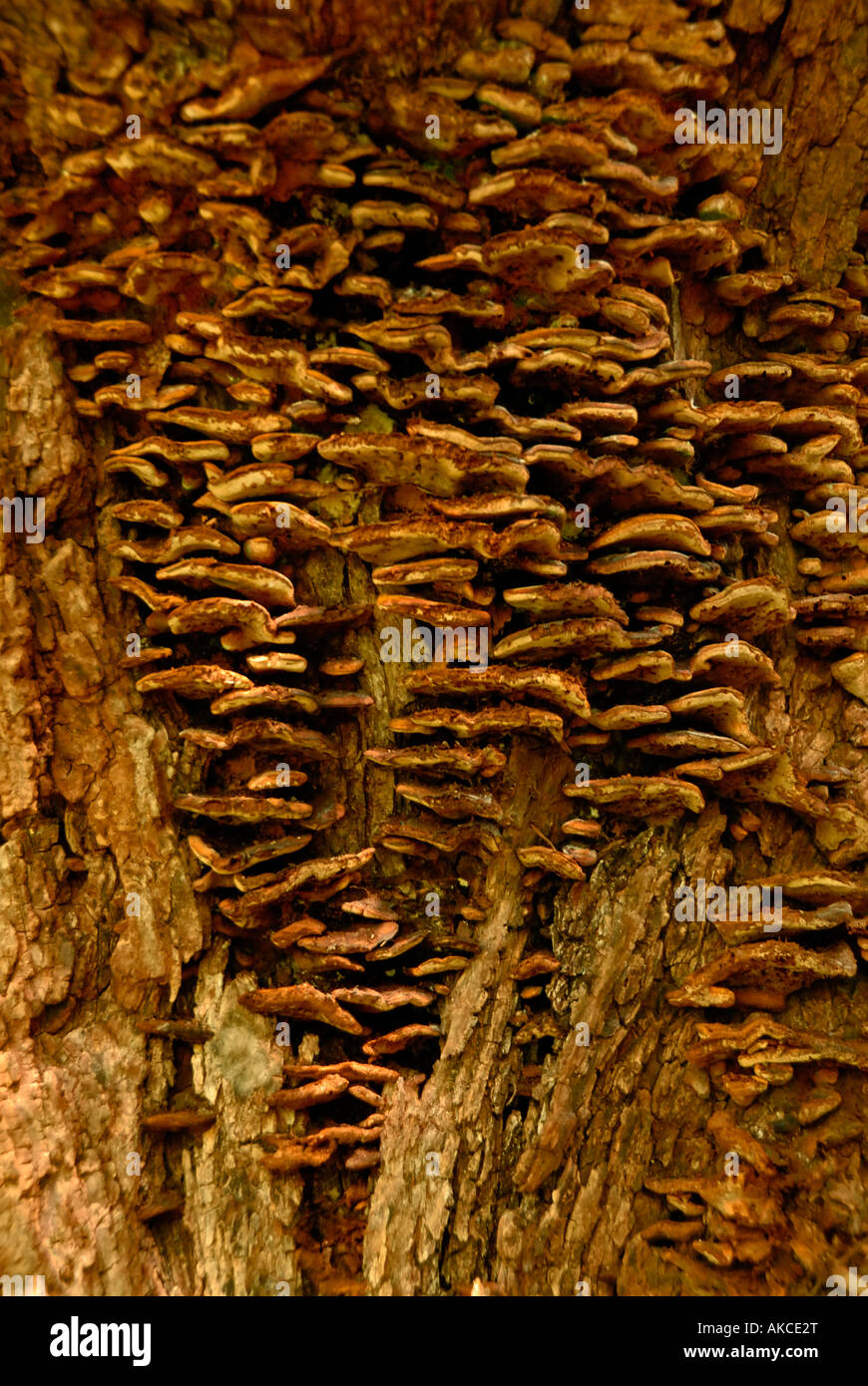 Fungus on bark Stock Photo - Alamy