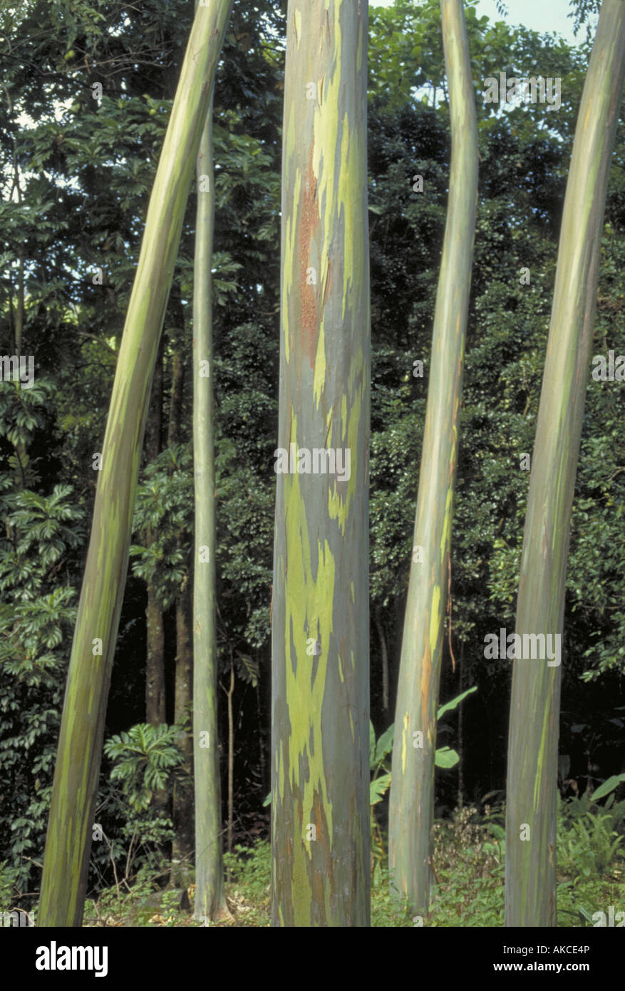 Beautiful painted Eucalyptus trees grown alongside the Hana Highway in ...