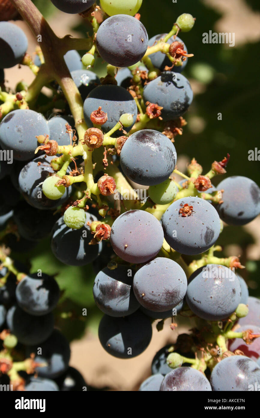 Cabernet Sauvignon grapes at Viña Calina vineyards in the Maipo Valley ...