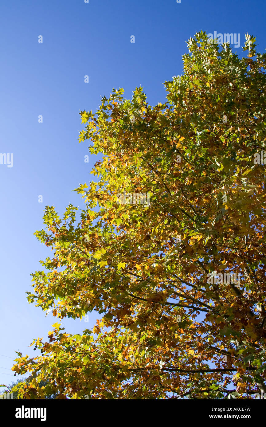 Bright platanus tree leaves backlit at sunset in Autumn Stock Photo - Alamy