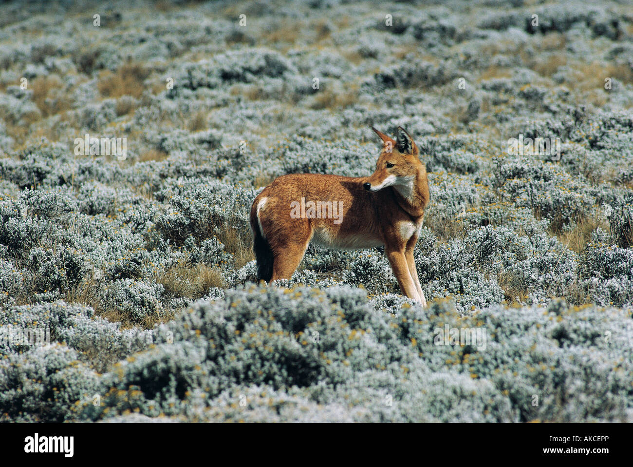 Simien fox hi-res stock photography and images - Alamy