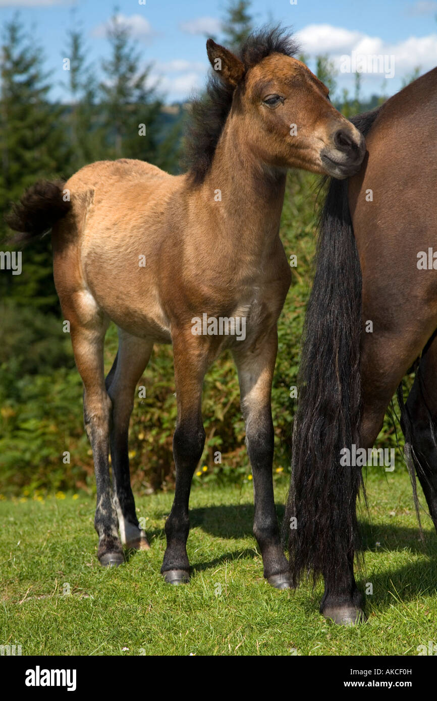 mare and foal dartmoor ponies devon Stock Photo - Alamy