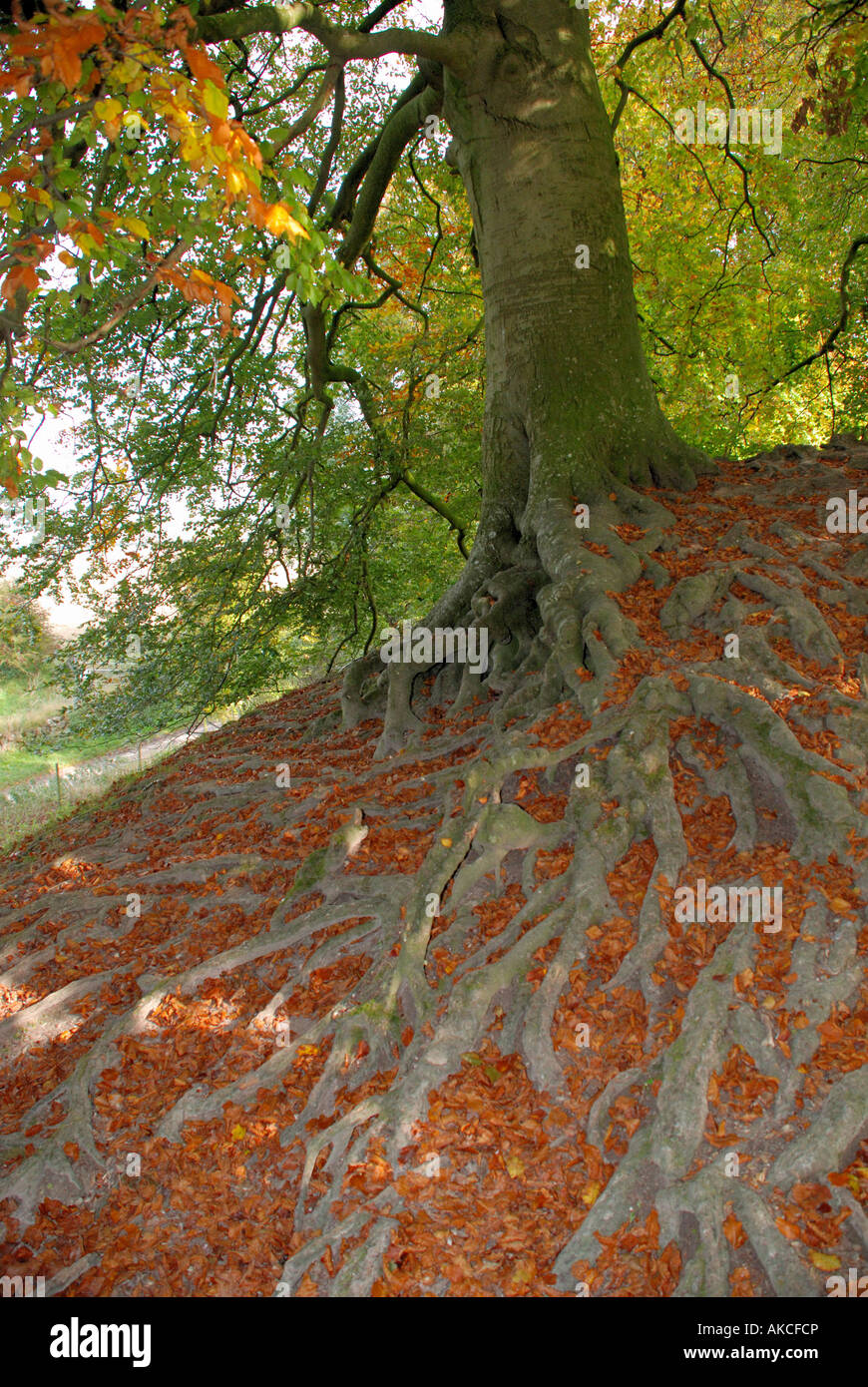 Tree roots hi-res stock photography and images - Alamy