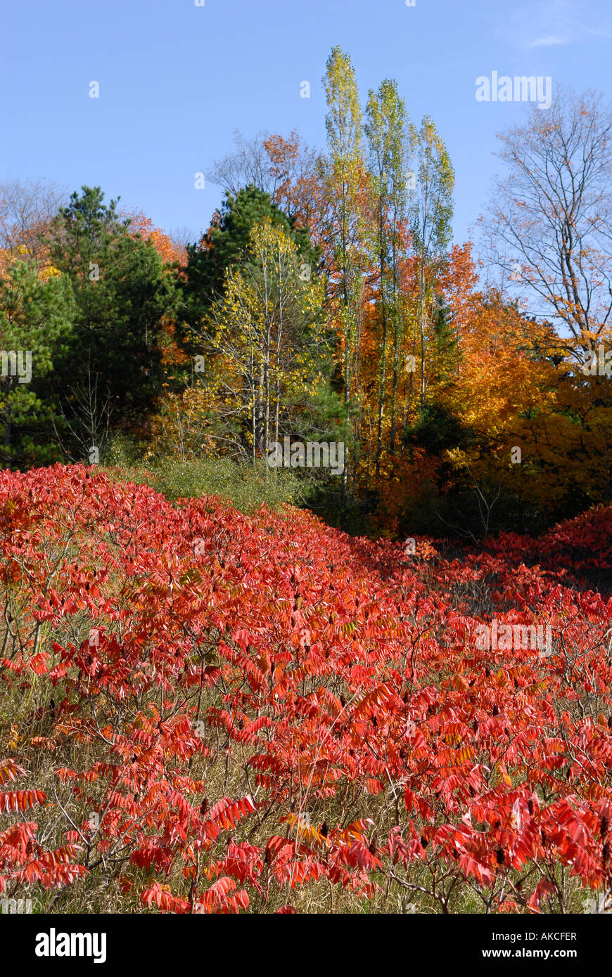 Autumn fall color foliage in and around Traverse City Michigan Stock ...
