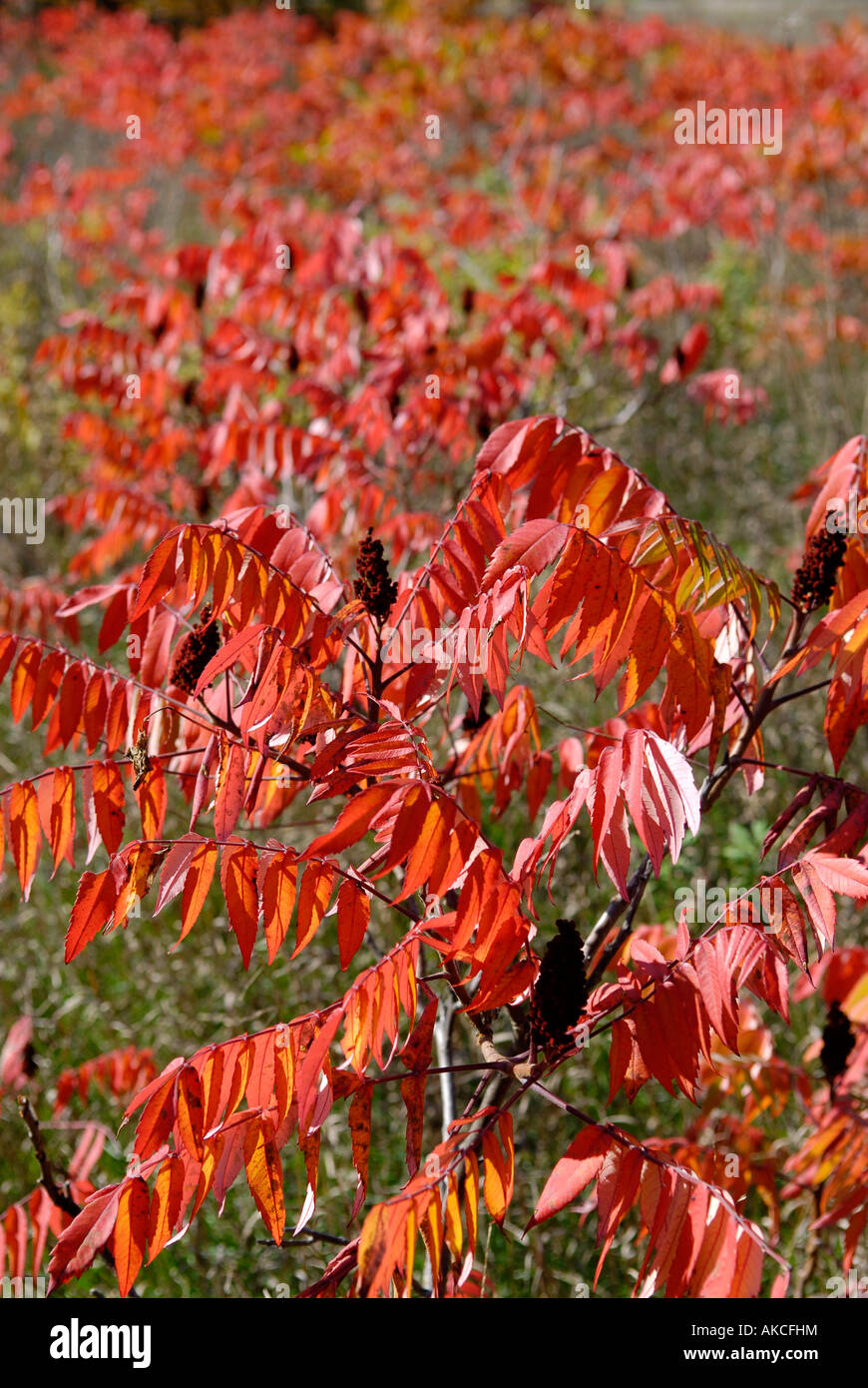 Autumn fall color foliage in and around Traverse City Michigan Stock ...