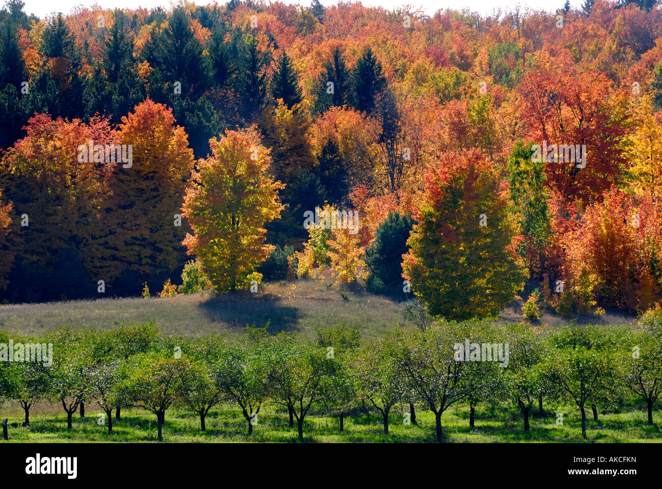 Autumn fall color foliage in and around Traverse City Michigan Stock ...