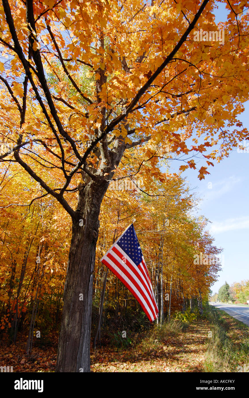 Scenic United States Flag hanging from a tree during fall colors in ...