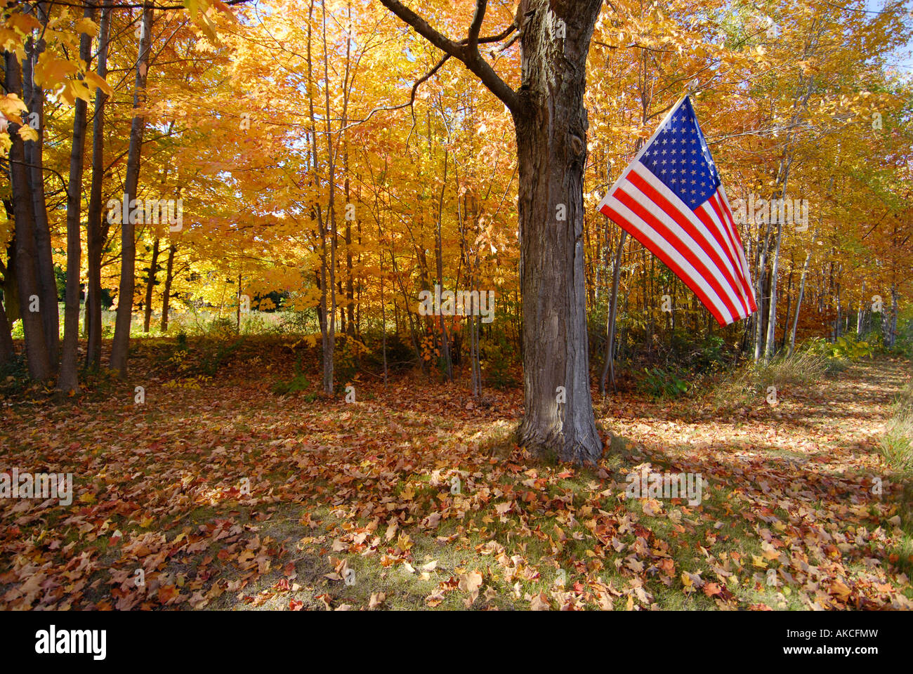 Scenic United States Flag hanging from a tree during fall colors in ...