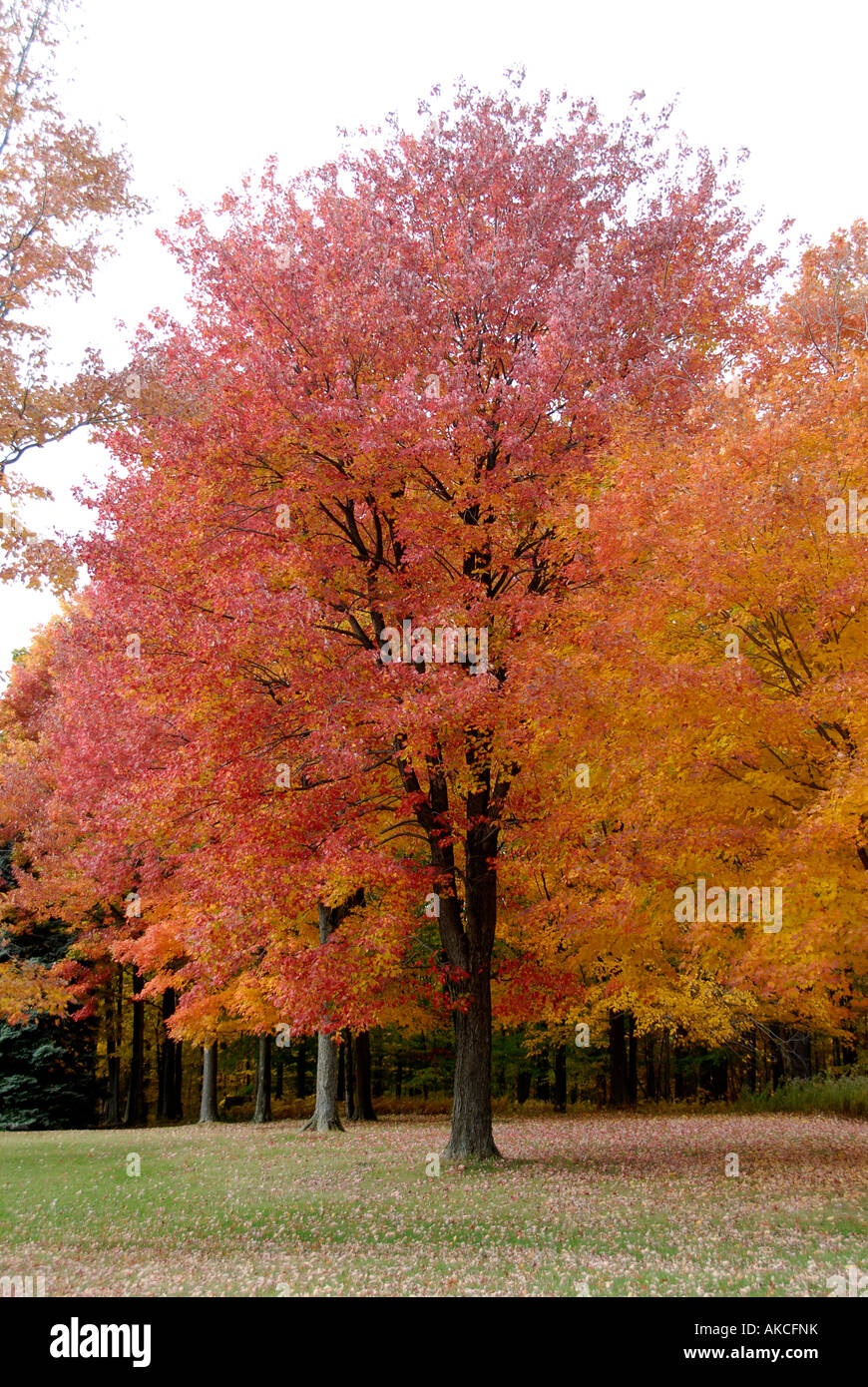 Autumn fall color pastoral scene near Johnstown Pennsylvania Stock ...