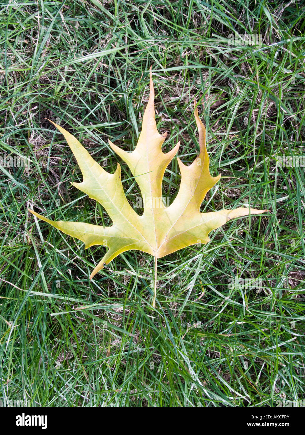 Fallen autumn leaf Stock Photo - Alamy