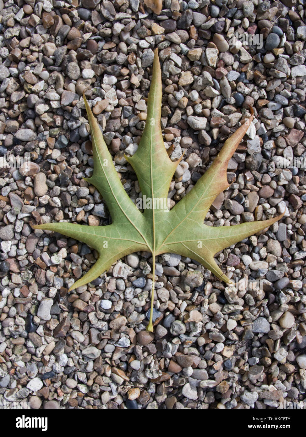Fallen autumn leaf Stock Photo - Alamy