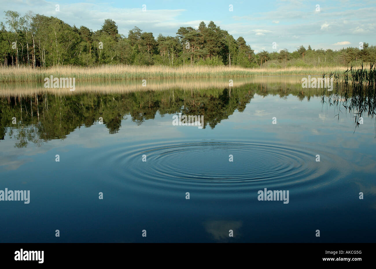 A ripple of water in Black Pond, Esher Common, Surrey, UK Stock Photo ...