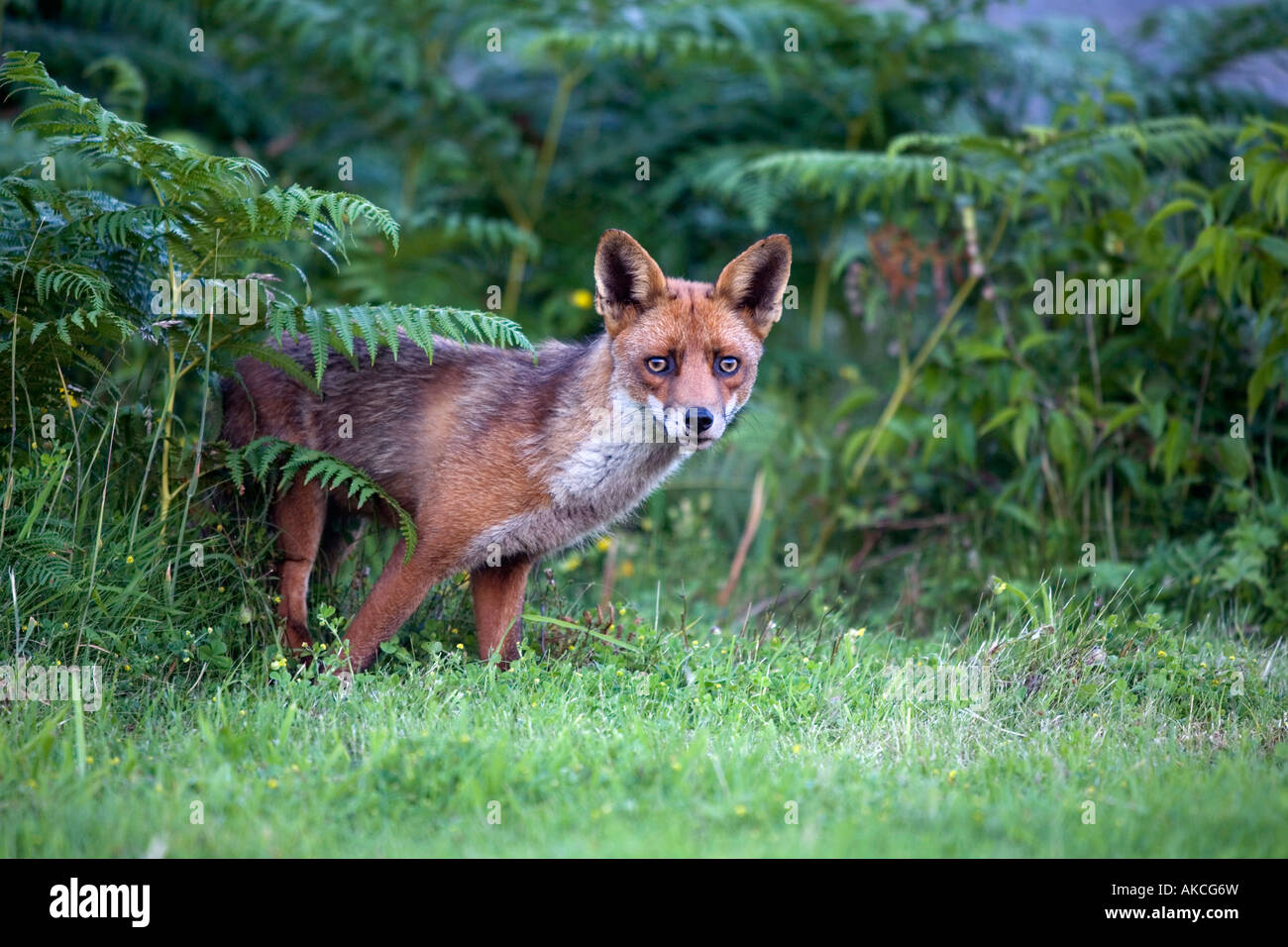 fox Vulpes vulpes emerging from bracken Cornwall Stock Photo - Alamy