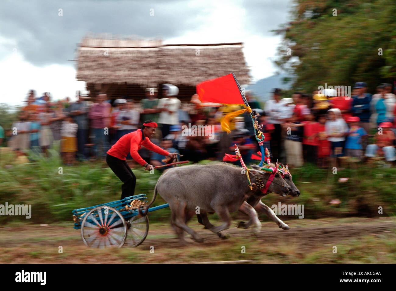 Bull races Negara Bali Stock Photo - Alamy