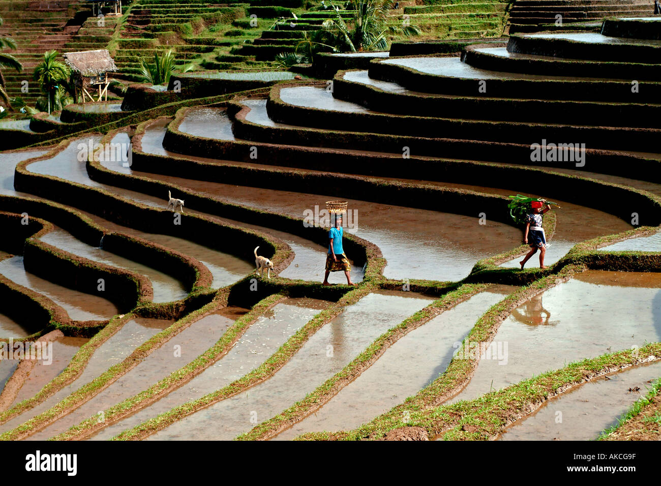 Terracced fields hi-res stock photography and images - Alamy