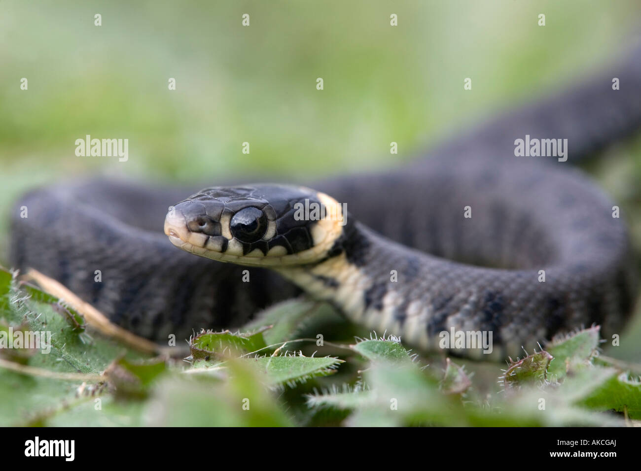 grass snake Natrix natrix dorset Stock Photo - Alamy