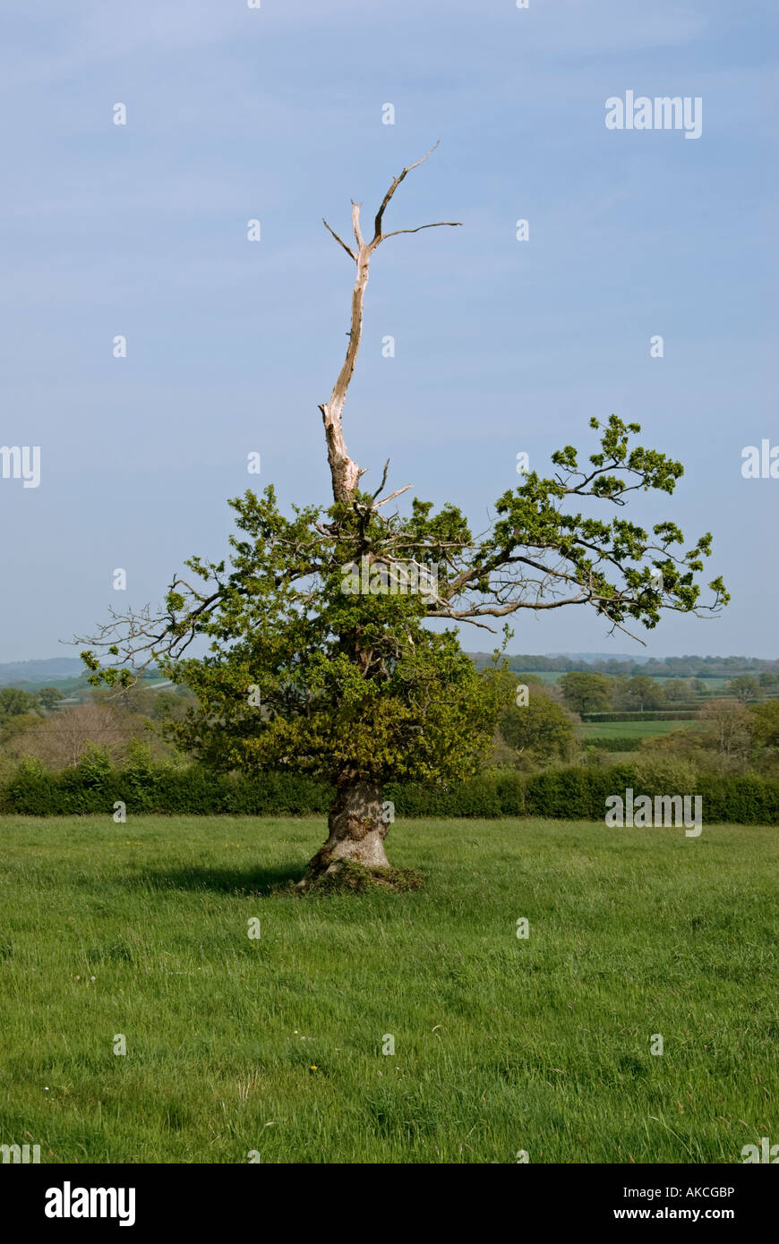 Stag Headed Oak tree (Quercus robur Stock Photo - Alamy