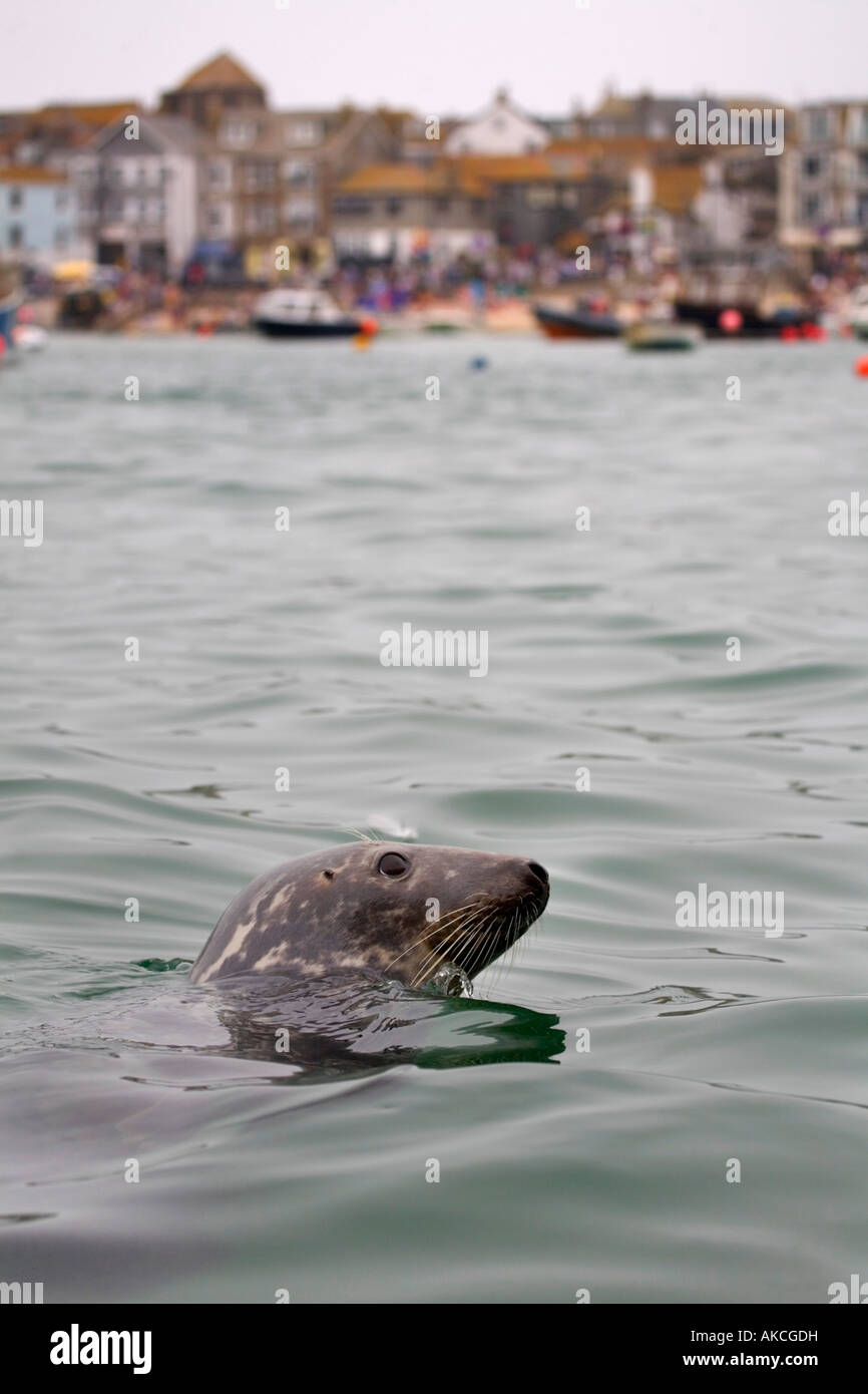 grey seal Halichoerus grypus st ives cornwall Stock Photo - Alamy