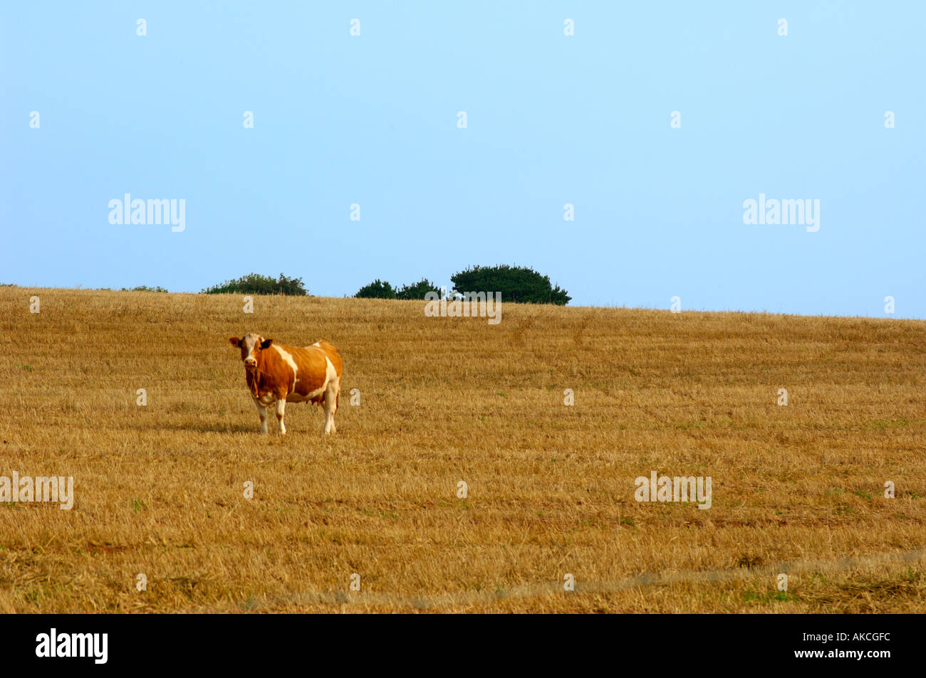 Forward facing cow hi-res stock photography and images - Alamy