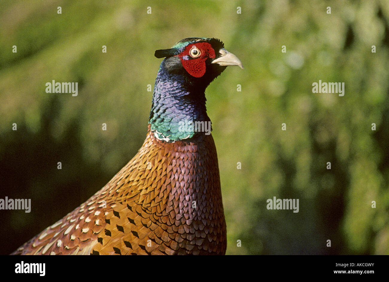 Cock Common pheasant Phasianus colchicus Kent England Winter Stock Photo - Alamy