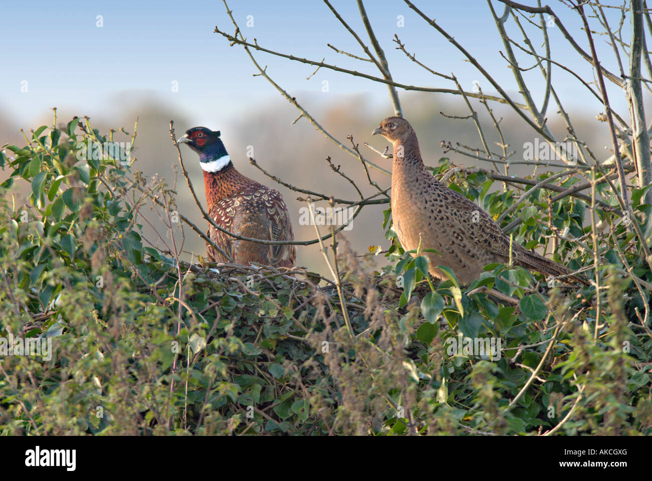 Male and female pheasants hi-res stock photography and images - Alamy