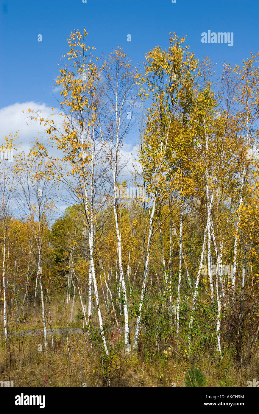 Autumn fall color foliage in and around Traverse City Michigan Stock ...