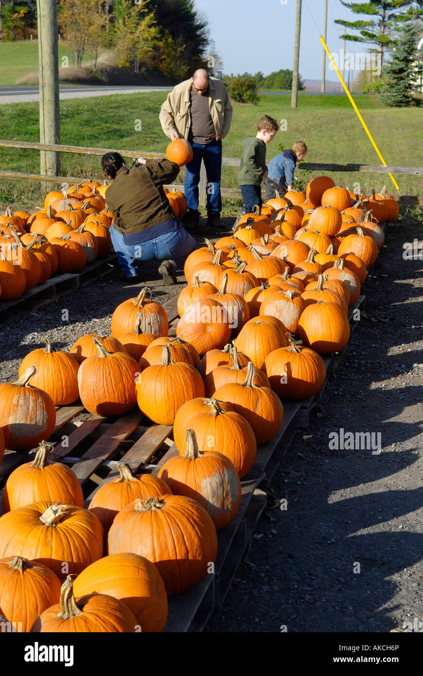 Roadside pumpkin and vegetable market stand store near Traverse City ...