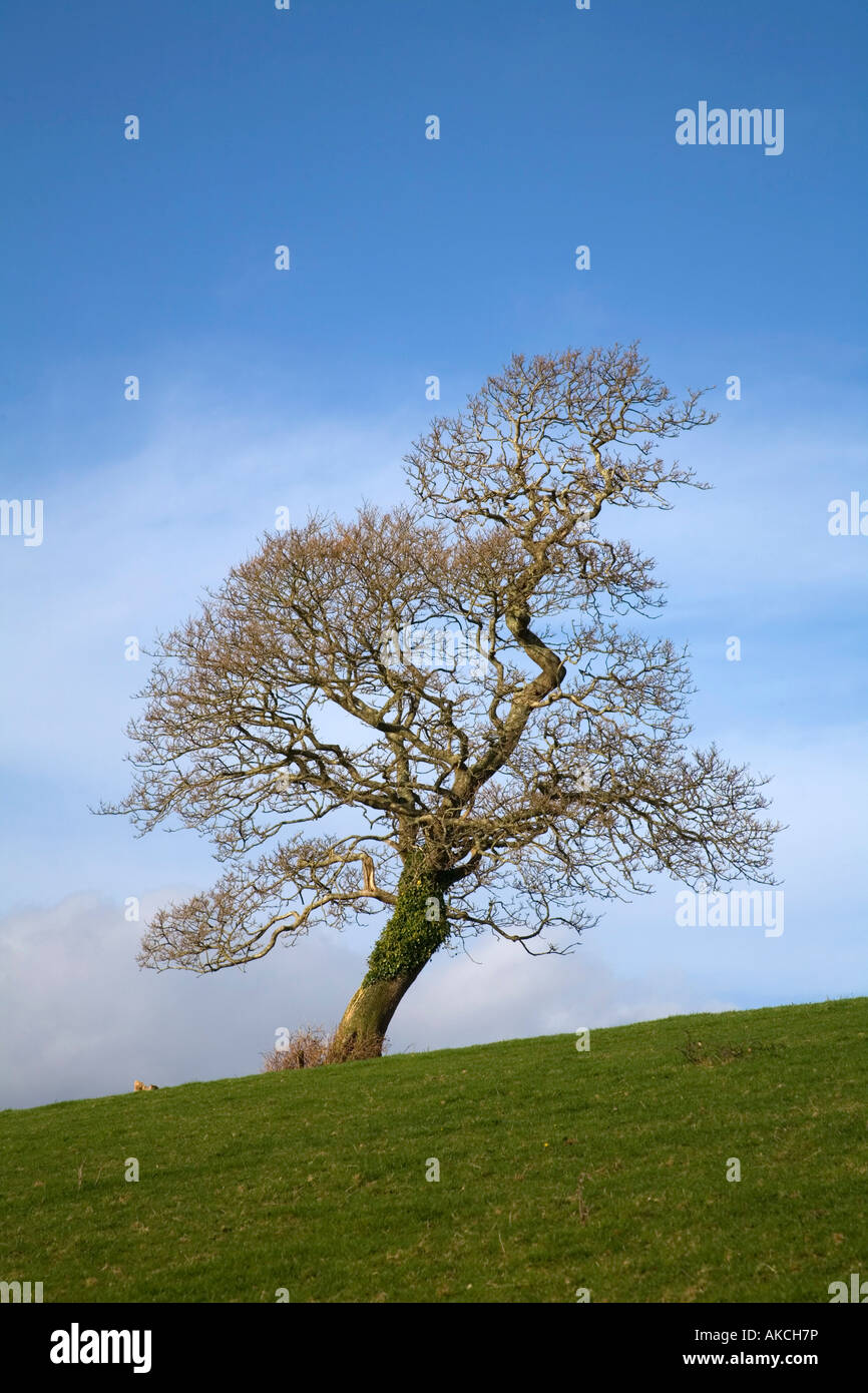 oak tree Quercus robur in winter Stock Photo - Alamy