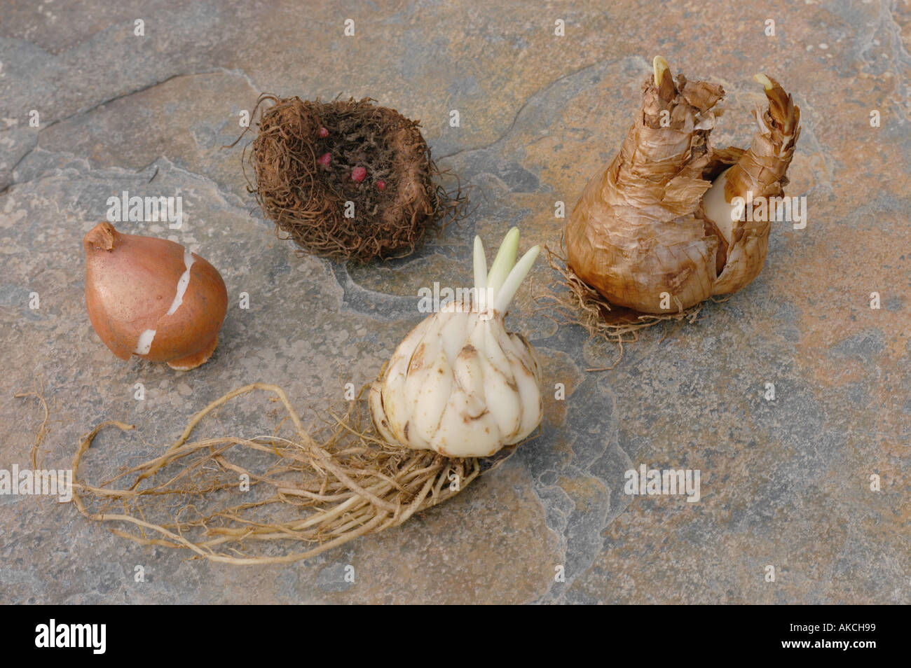 Storage Organs High Resolution Stock Photography and Images - Alamy