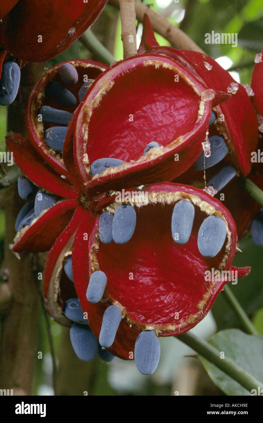 Sterculia mexicana hi-res stock photography and images - Alamy