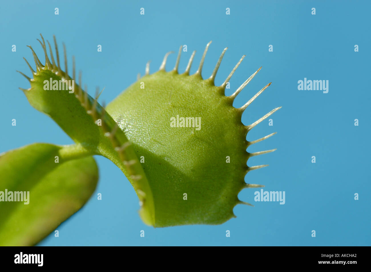 Open trap hi-res stock photography and images - Alamy