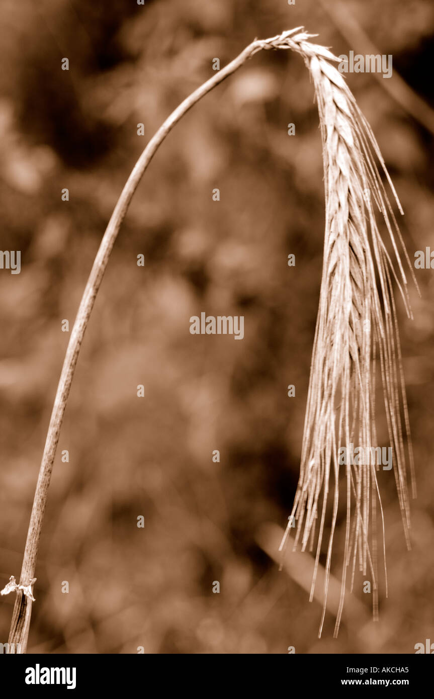 Single ear of corn drying out after the harvest sepia toned mono Stock ...
