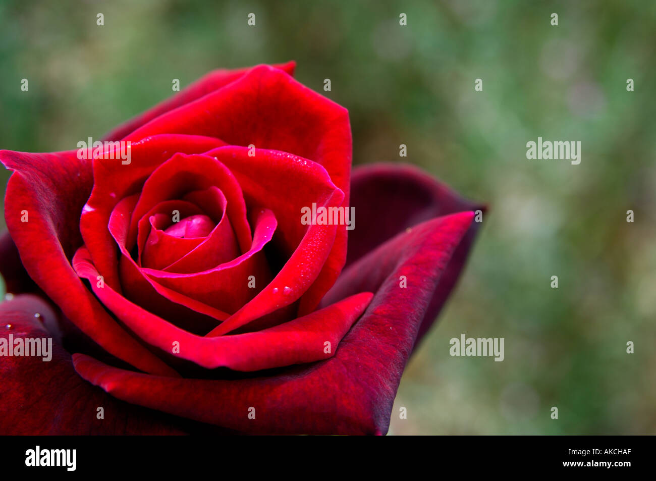 Single red rose outside in a garden Stock Photo - Alamy