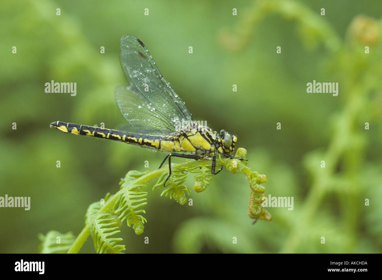 Club tailed dragonfly hi-res stock photography and images - Alamy