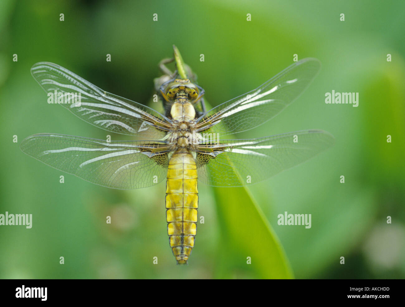 Yellow bodied insects hi-res stock photography and images - Alamy
