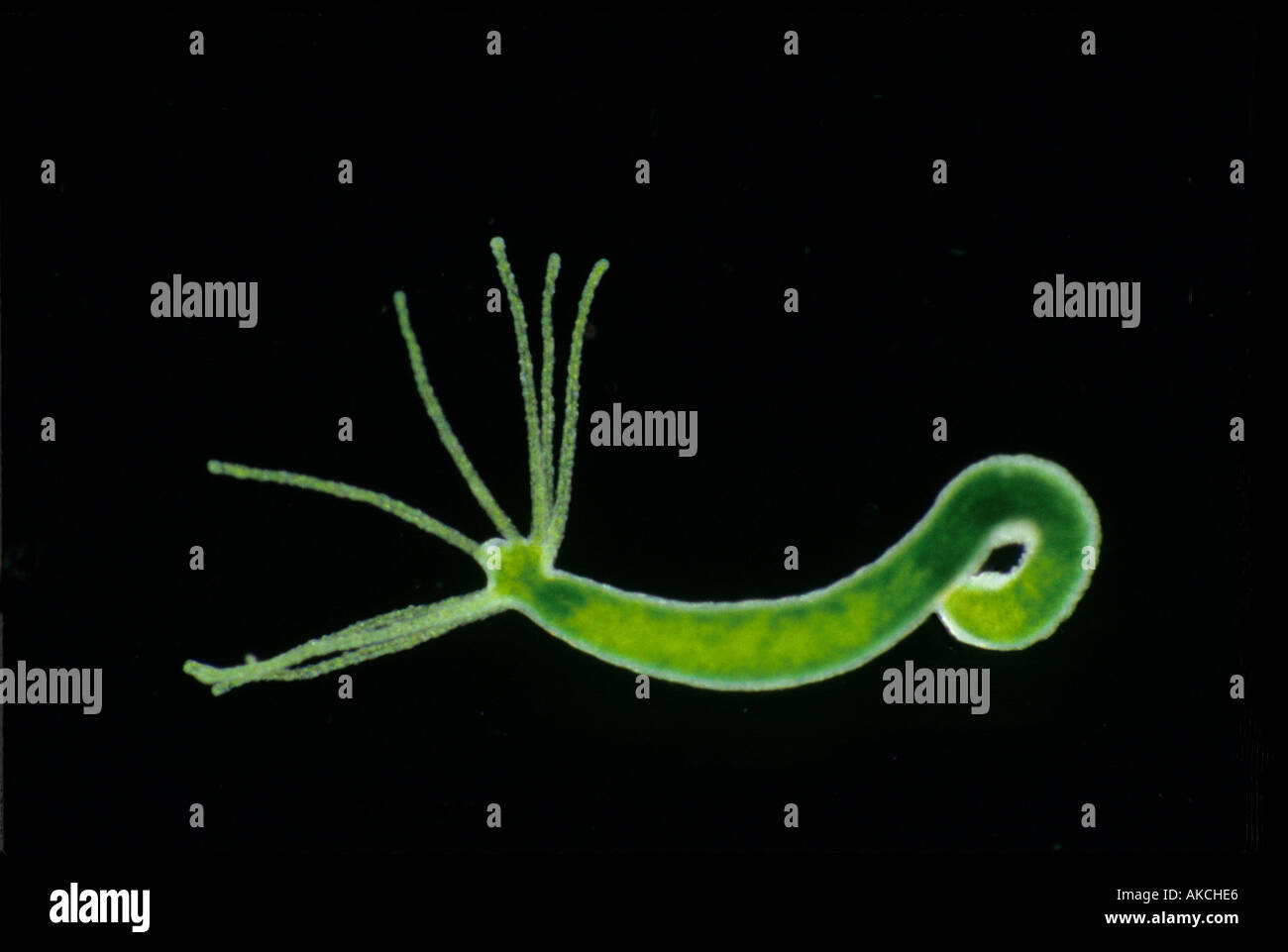 Green hydra Chlorohydra viridissima Stock Photo - Alamy