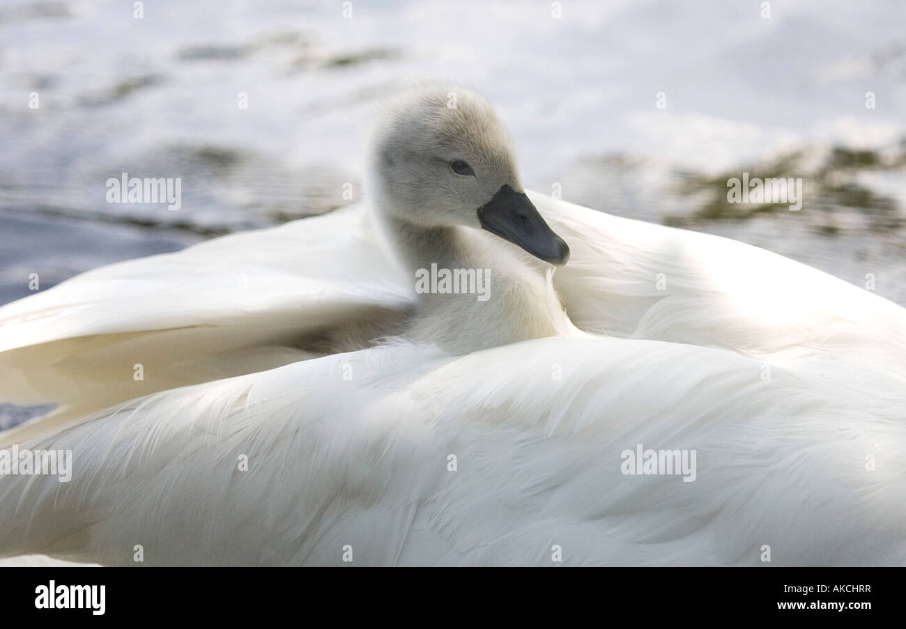 Cygnet under the wing Stock Photo - Alamy