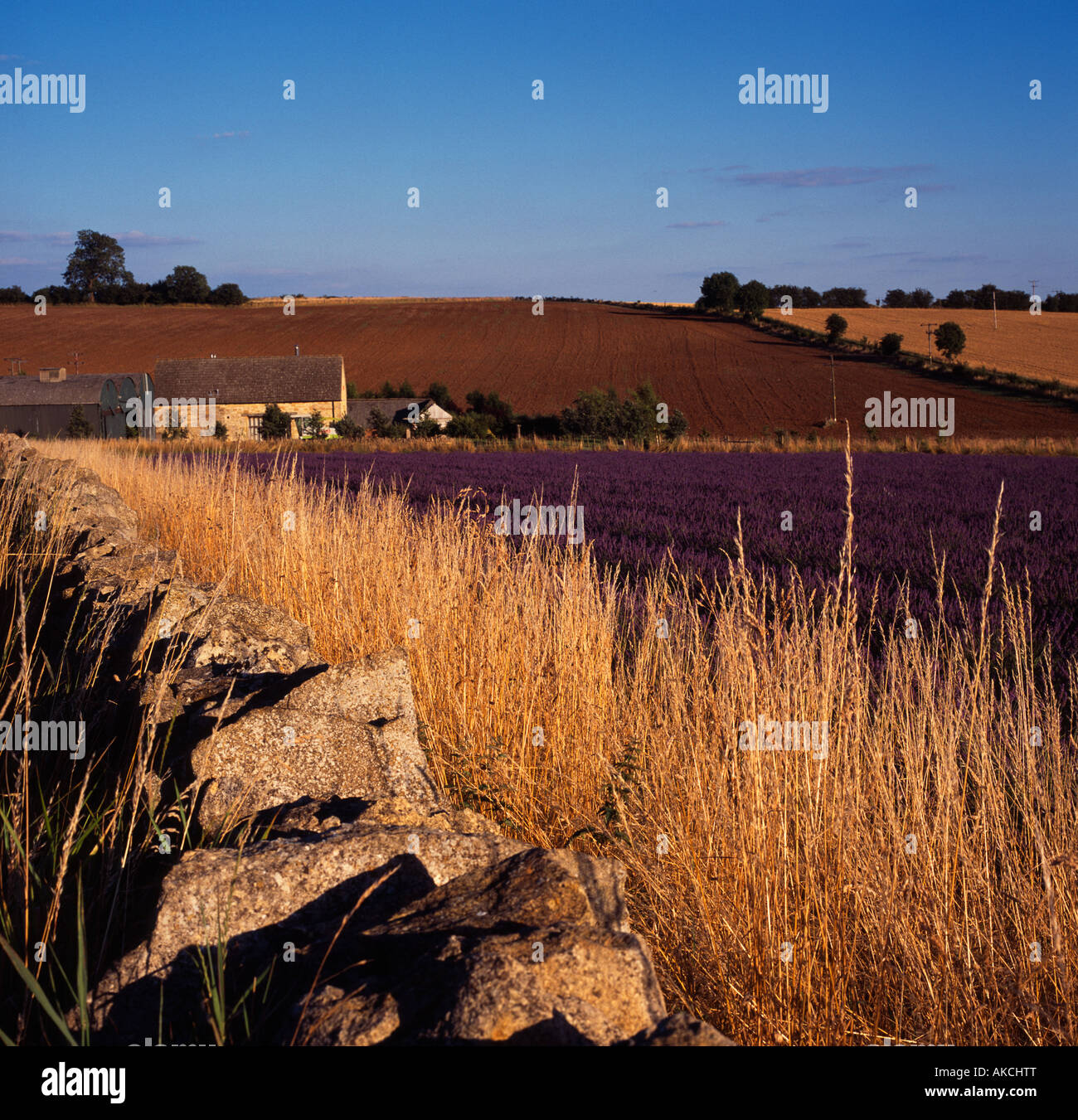 Lavender field in snowshill hi-res stock photography and images - Alamy