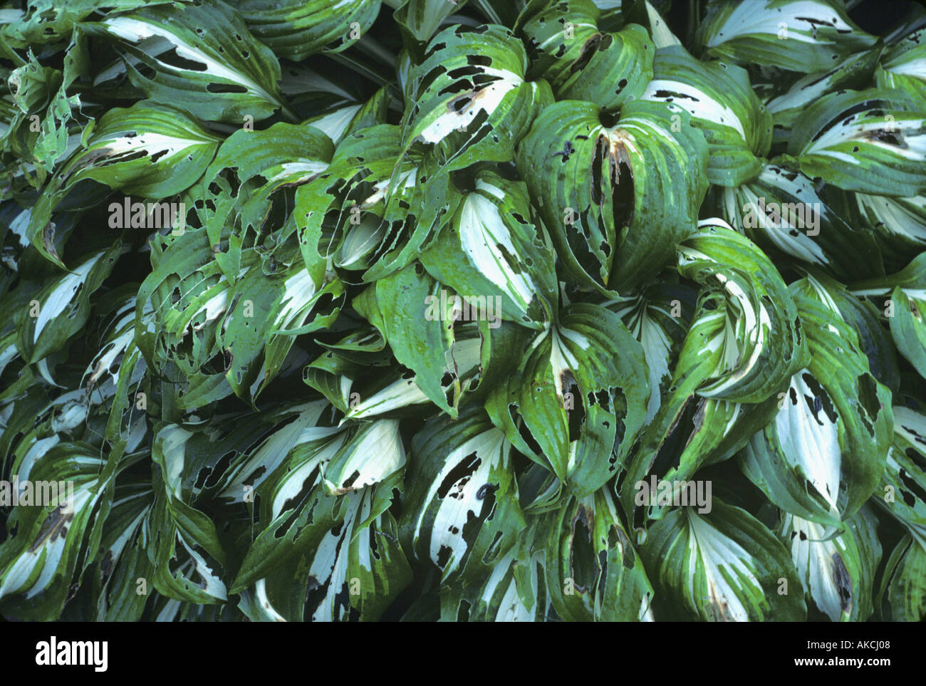 Snail damage to plants hi-res stock photography and images - Alamy