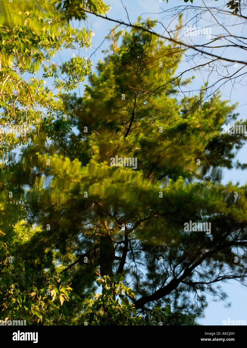 reflection of pine trees in water with ripple Stock Photo - Alamy