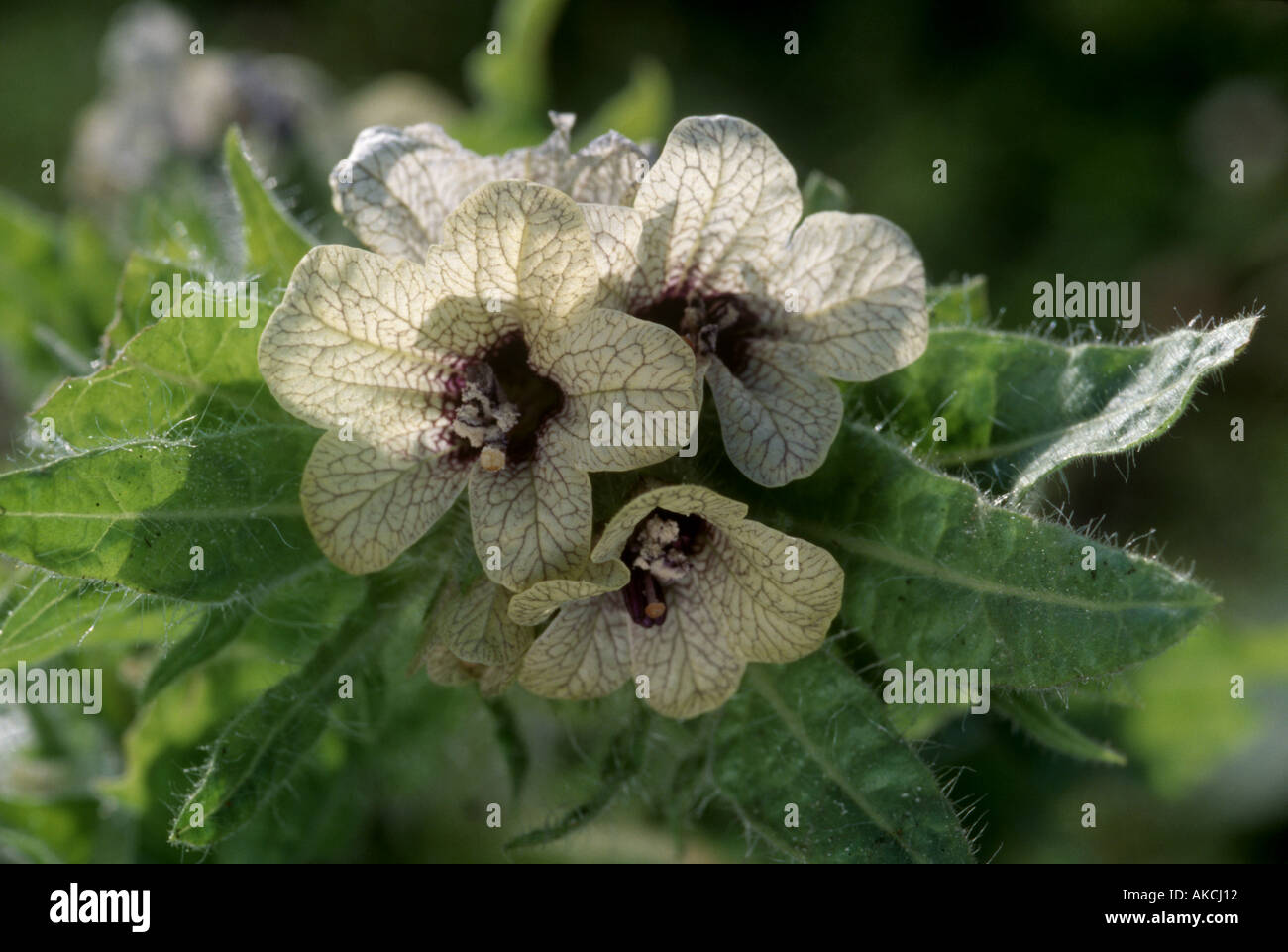 Henbane hi-res stock photography and images - Alamy
