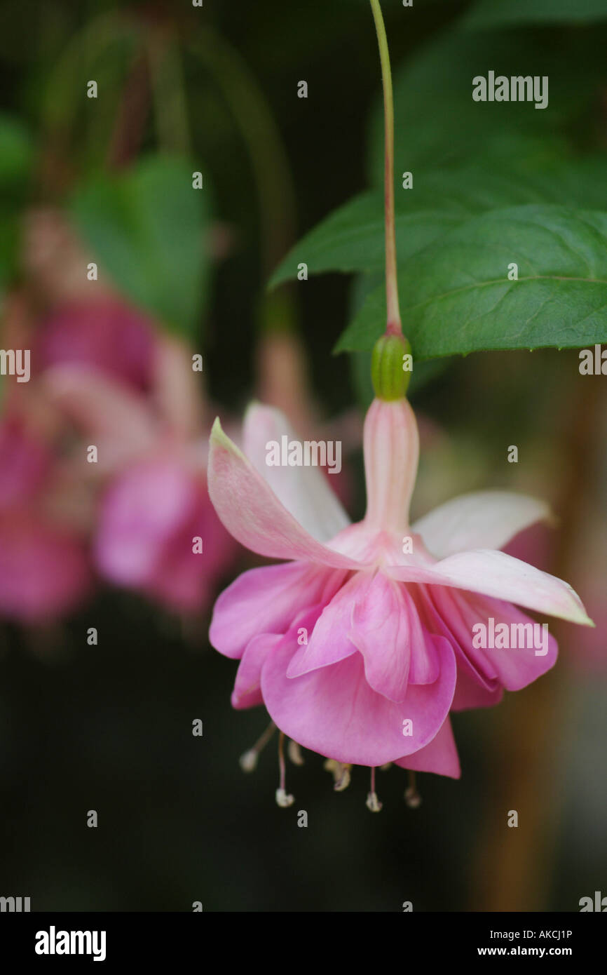 Pink Fuchsia Flower - Kew Gardens, London Stock Photo - Alamy