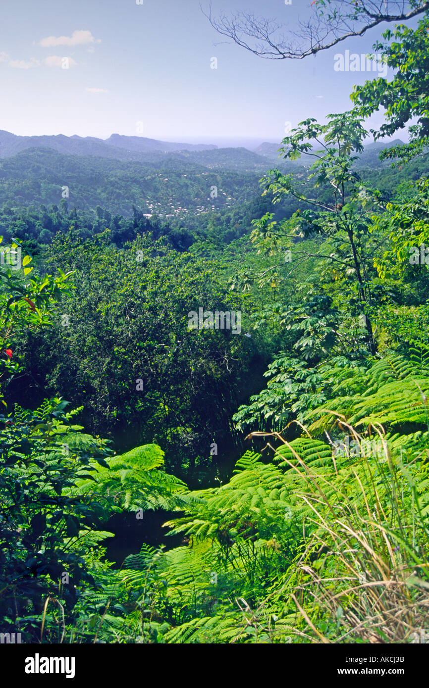 A view across the rainforest on the island of St Lucia in the Caribbean ...
