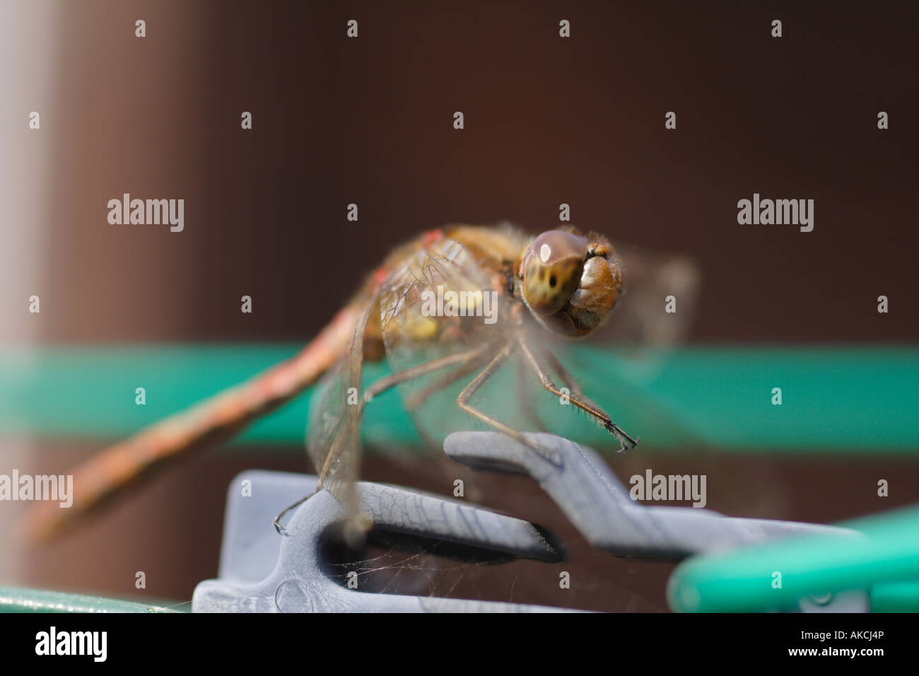 Dragon Fly resting Stock Photo - Alamy
