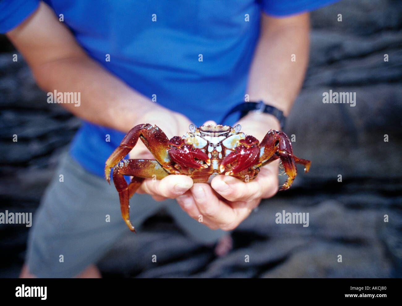 Wildlife biologist holds a live red crab on a beach in Cabo San Lucas ...