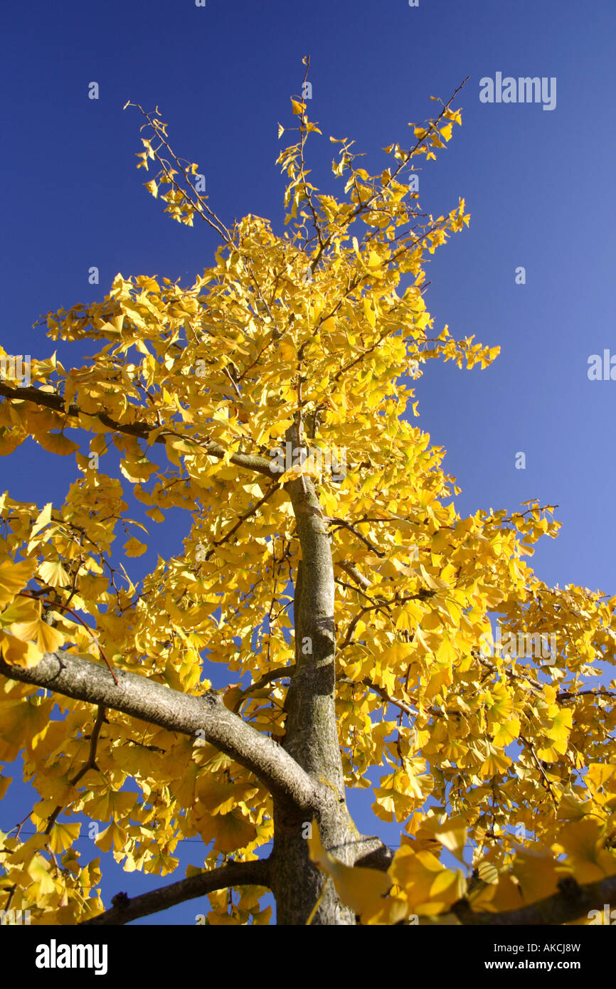 Japanese Ginkgo Tree in autumn colours Stock Photo - Alamy