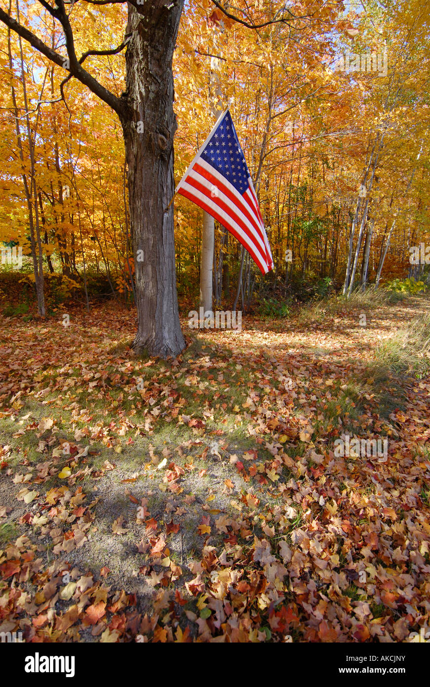 Scenic United States Flag hanging from a tree during fall colors in ...